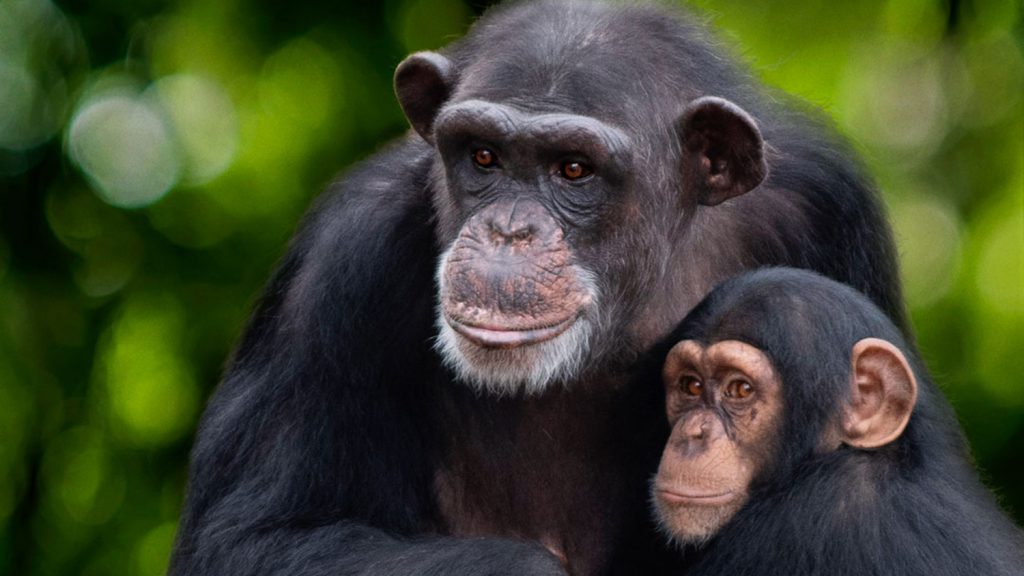 Meet the Chimps | Clear Cut