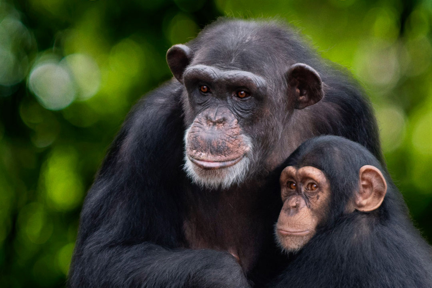 Meet the Chimps | Clear Cut